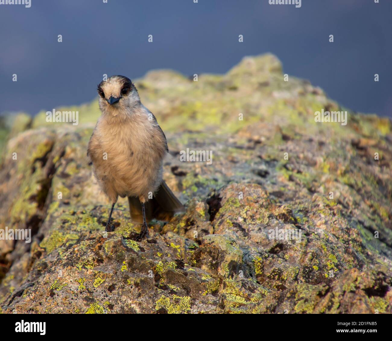 Grey jay pictures hi-res stock photography and images - Alamy