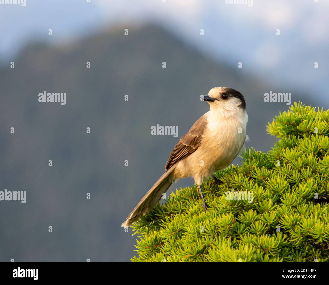 Grey jay photos hi-res stock photography and images - Alamy