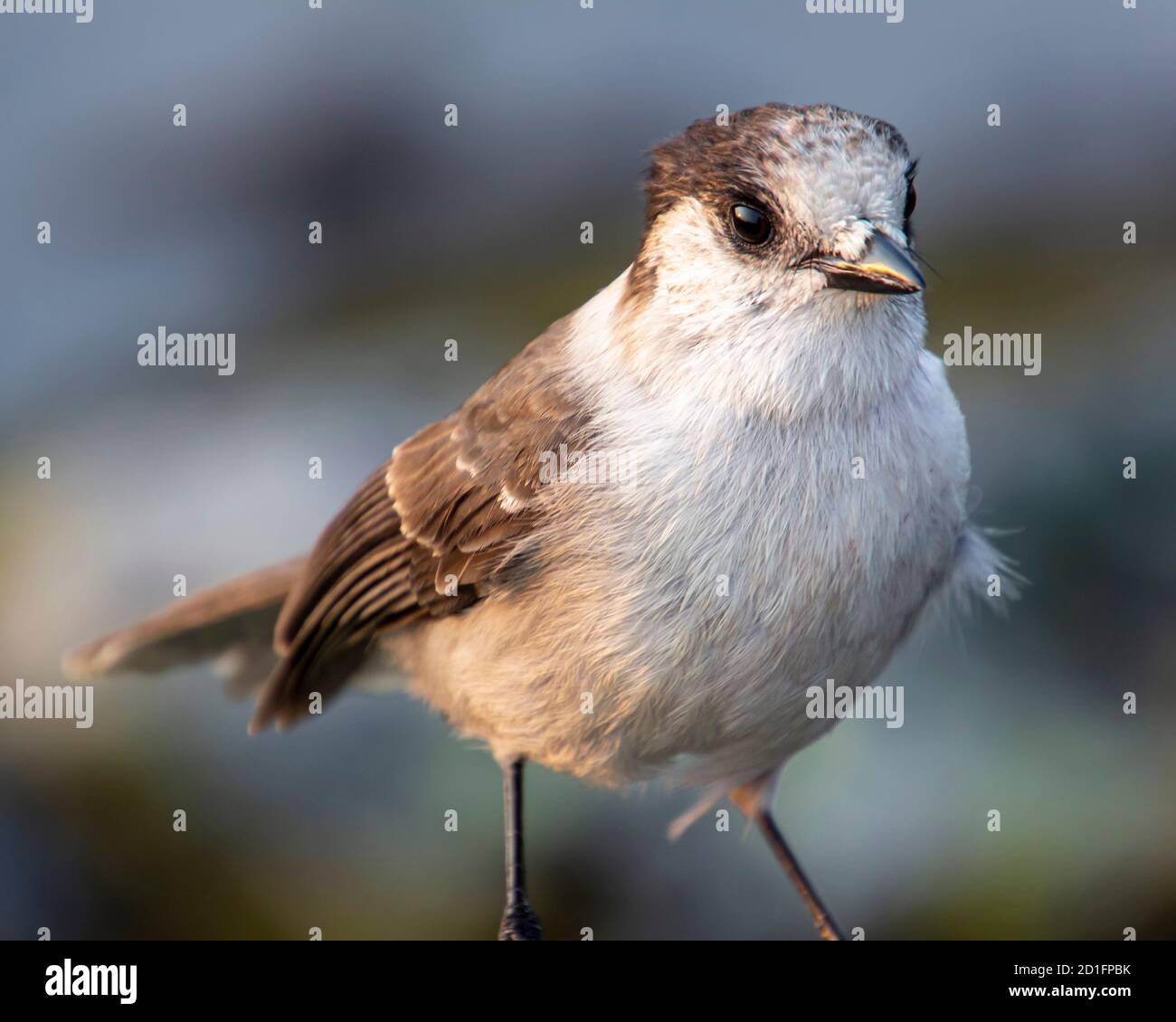 Grey jay beautiful bird picture hi-res stock photography and images - Alamy