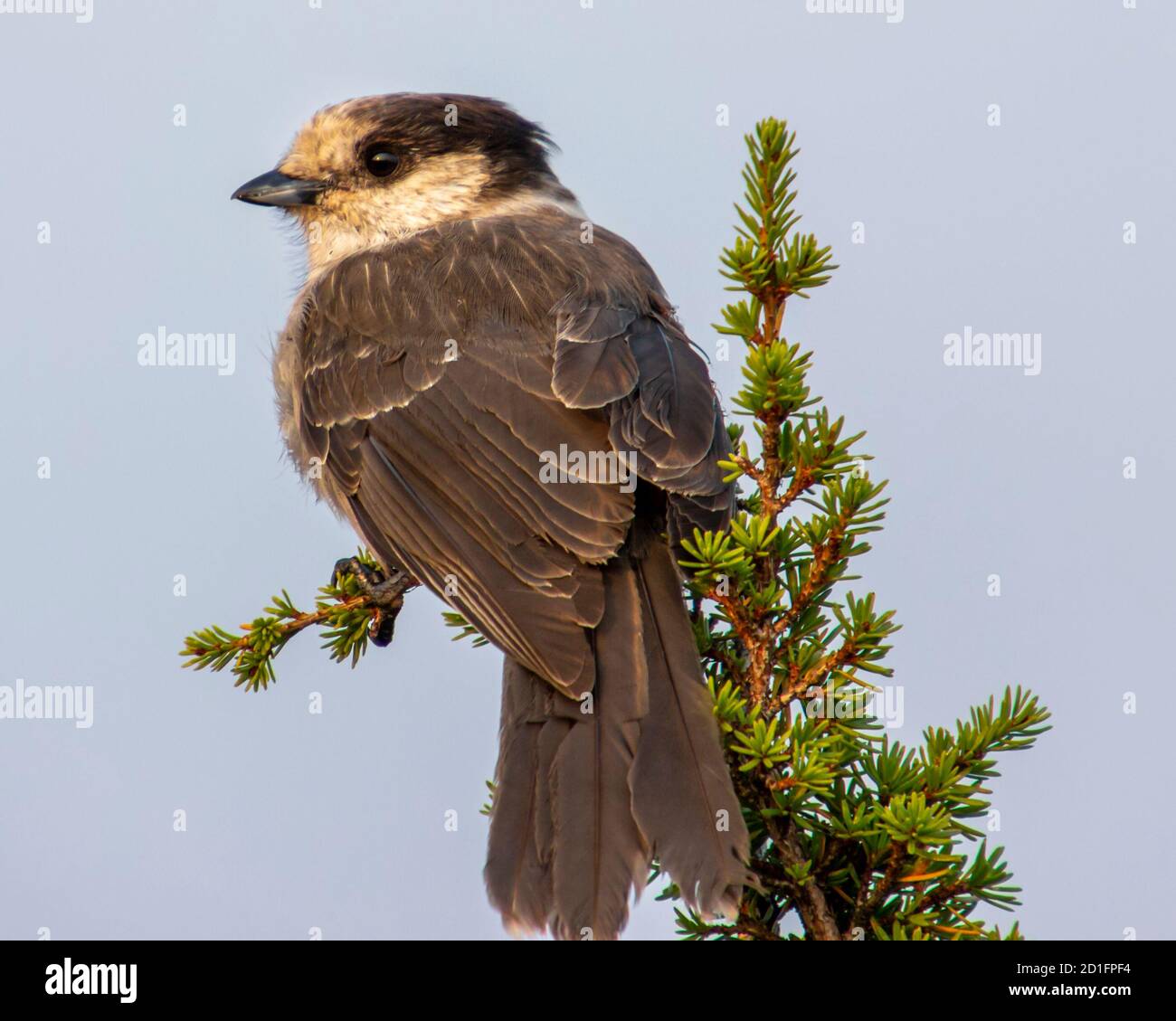 Blue jay in a pine hi-res stock photography and images - Alamy