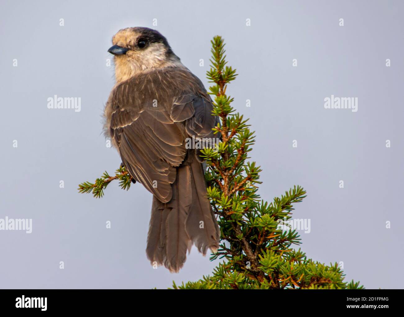 North american blue jay in tree hi-res stock photography and images - Alamy