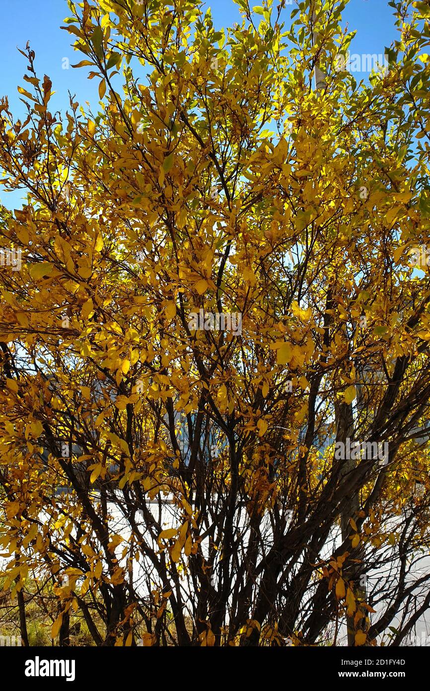 Golden leaves on the tree in the autumn park Stock Photo - Alamy