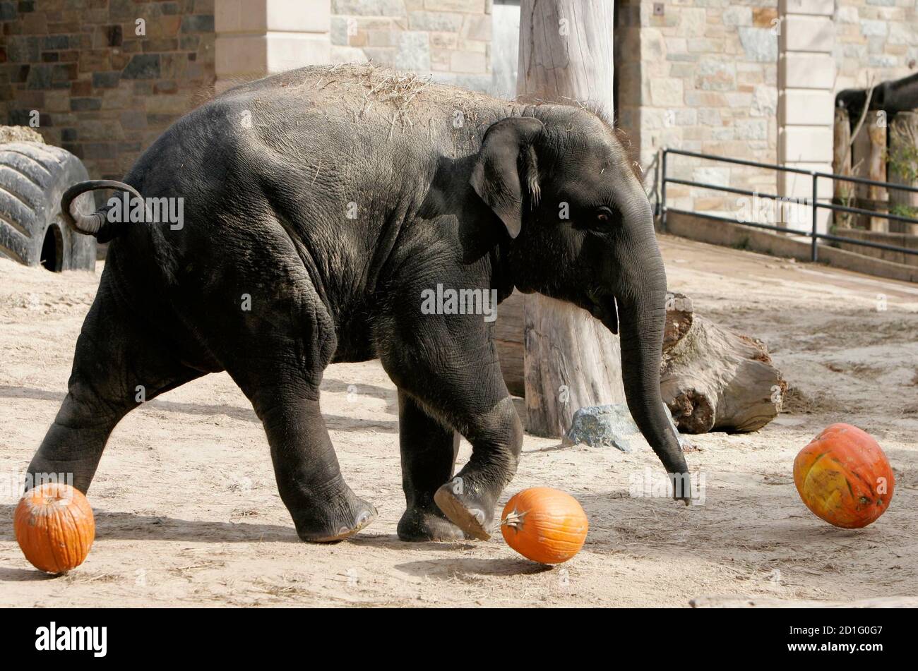 Elephants drawing hi-res stock photography and images - Alamy