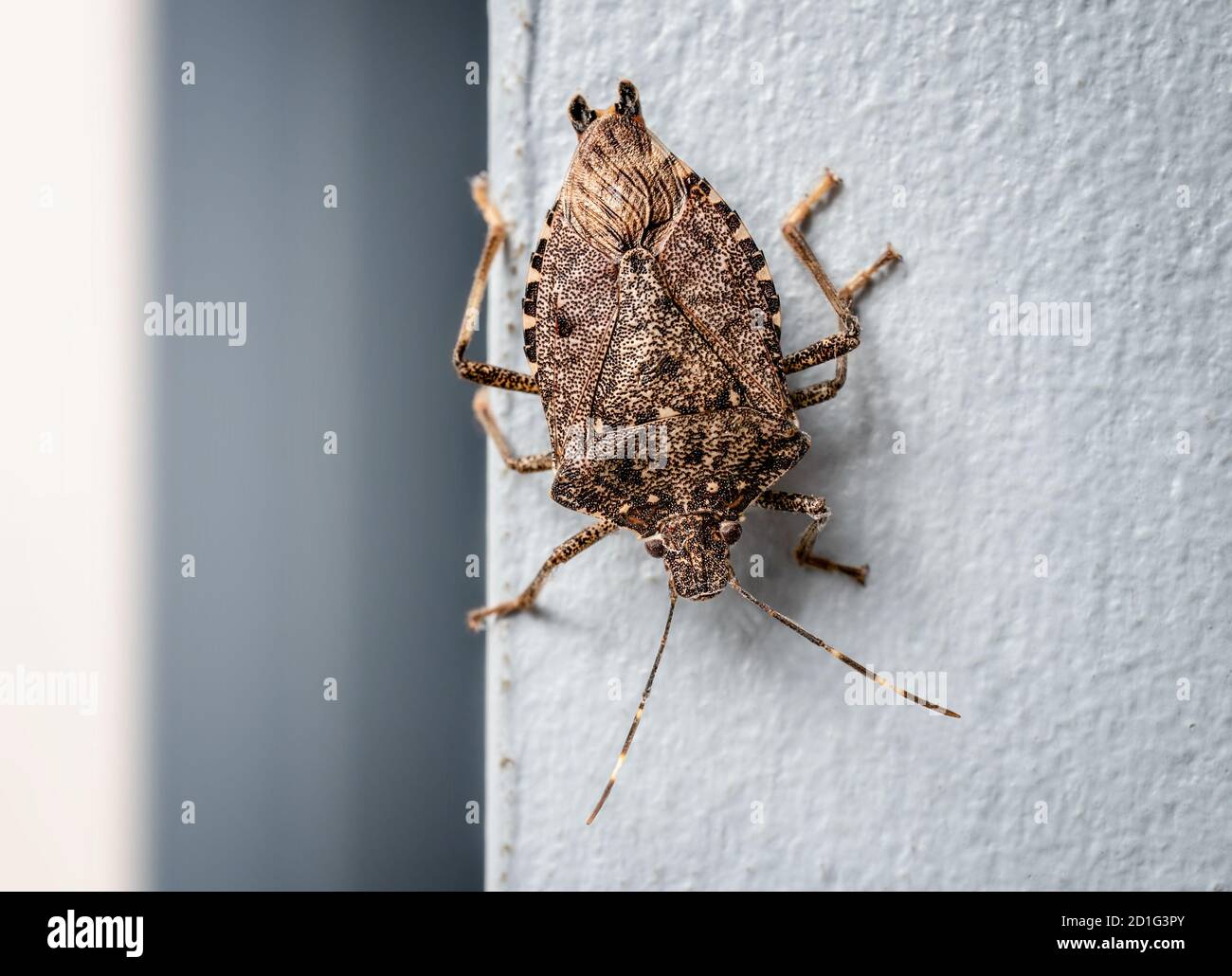 Brown marmorated stink bug (BMSB) on wall, upside down. Found in ...