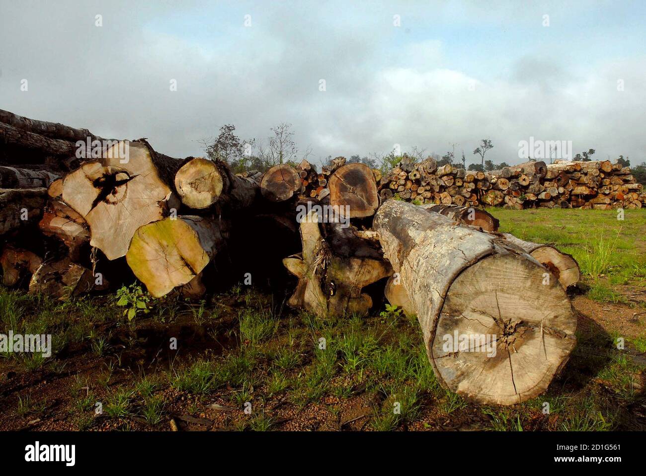 Illegal logging amazon rainforest hi-res stock photography and images ...