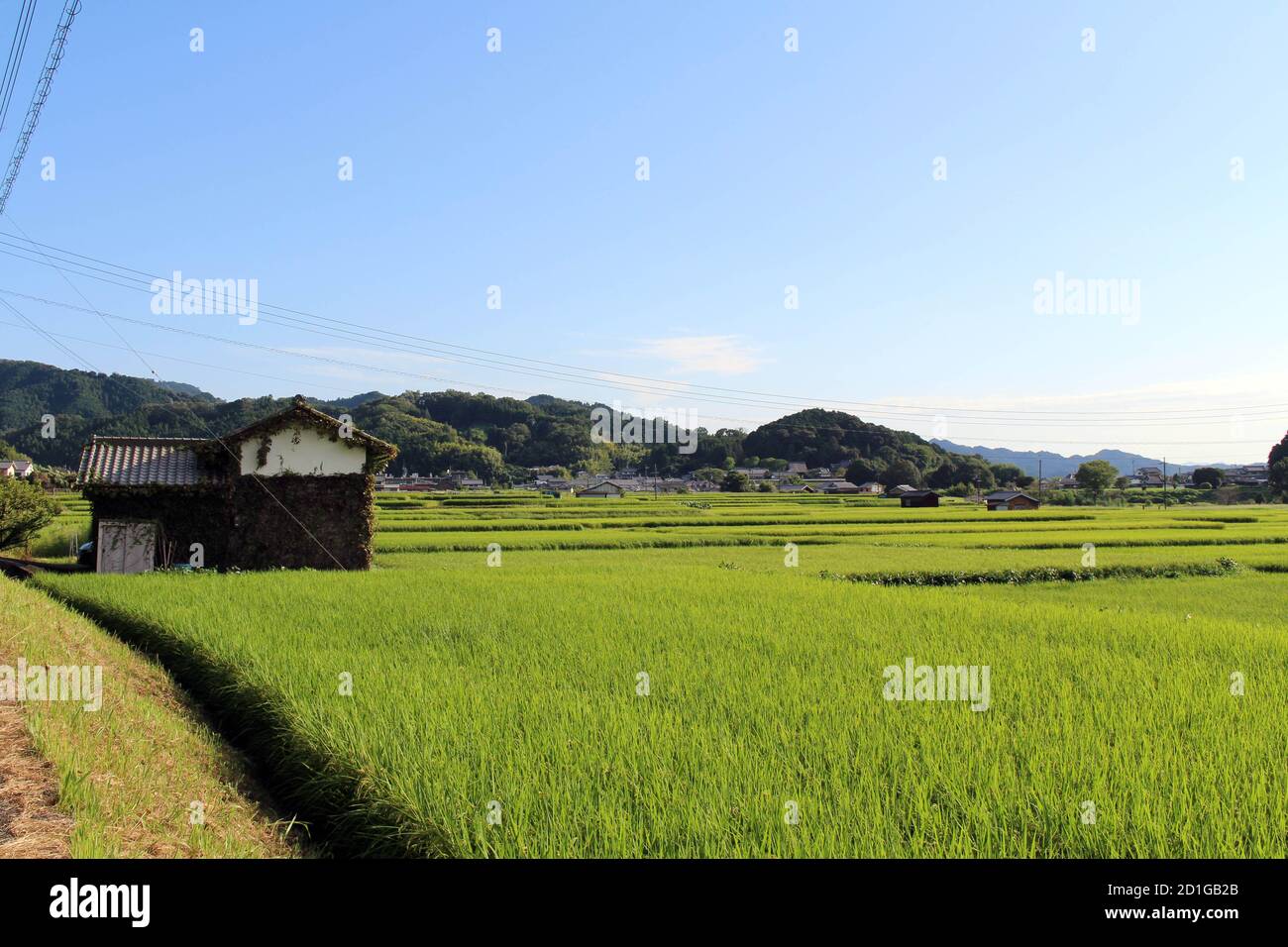 Green landscape of paddy field and housing area in Asuka, Nara, Japan ...