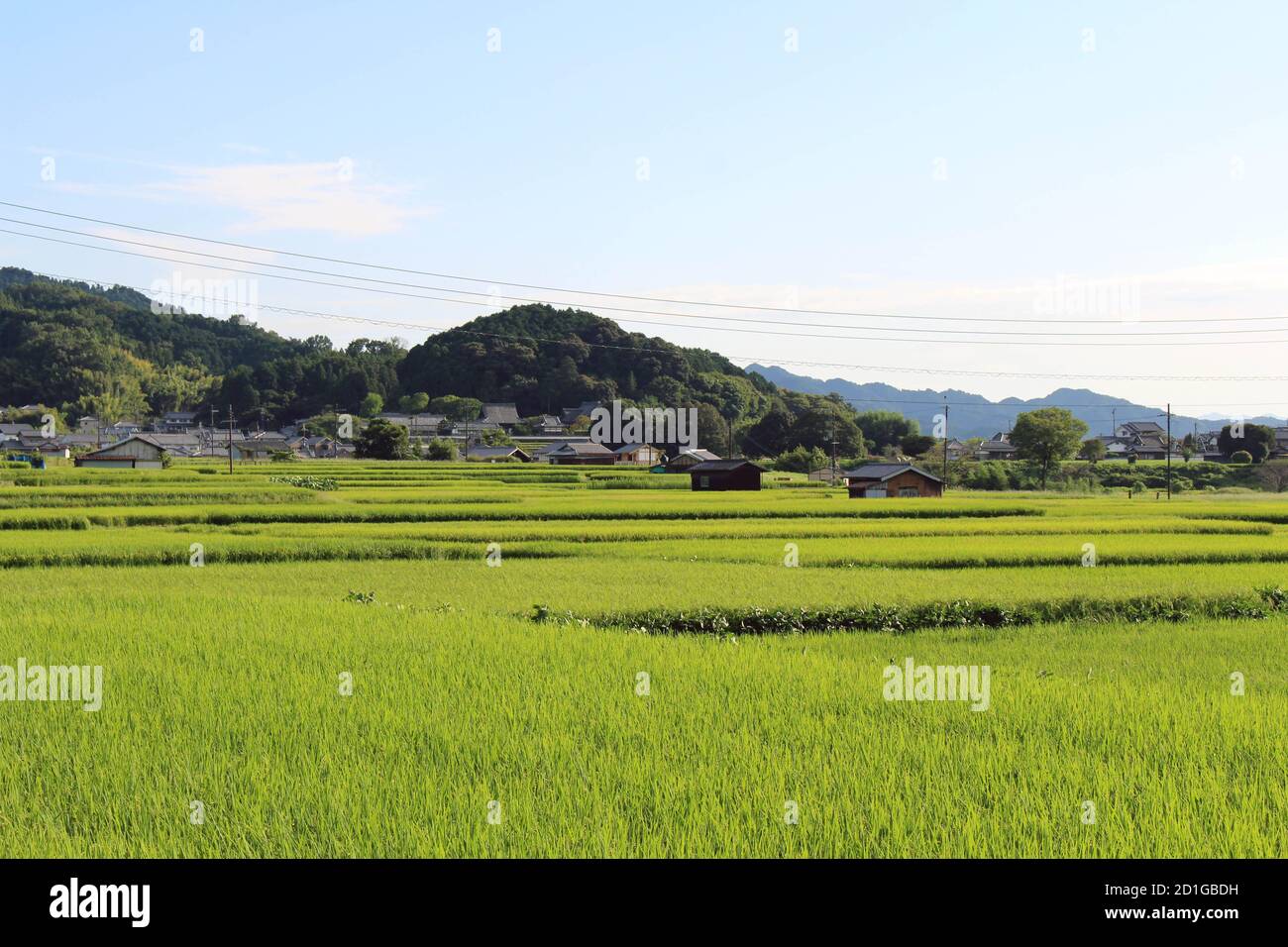 Green landscape of paddy field and housing area in Asuka, Nara, Japan ...