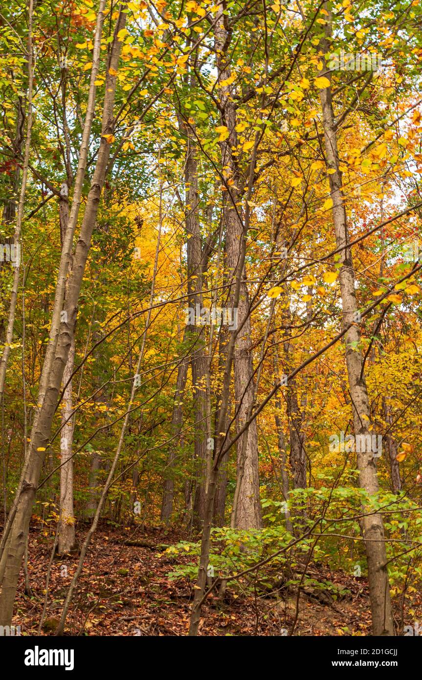 Warren county natural beauty hi-res stock photography and images - Alamy