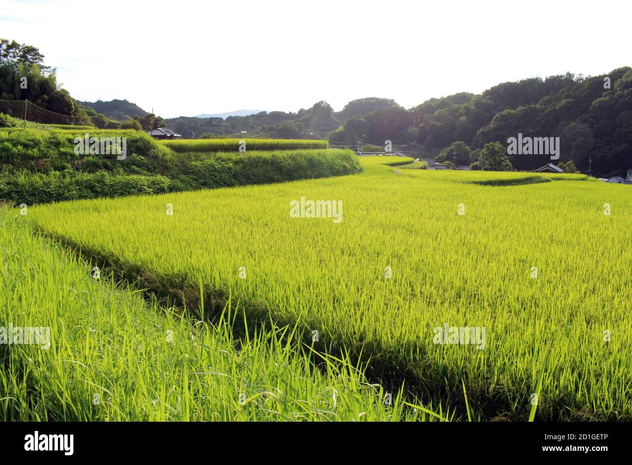 Green landscape of paddy field in Asuka, Nara. Taken in September 2019 ...