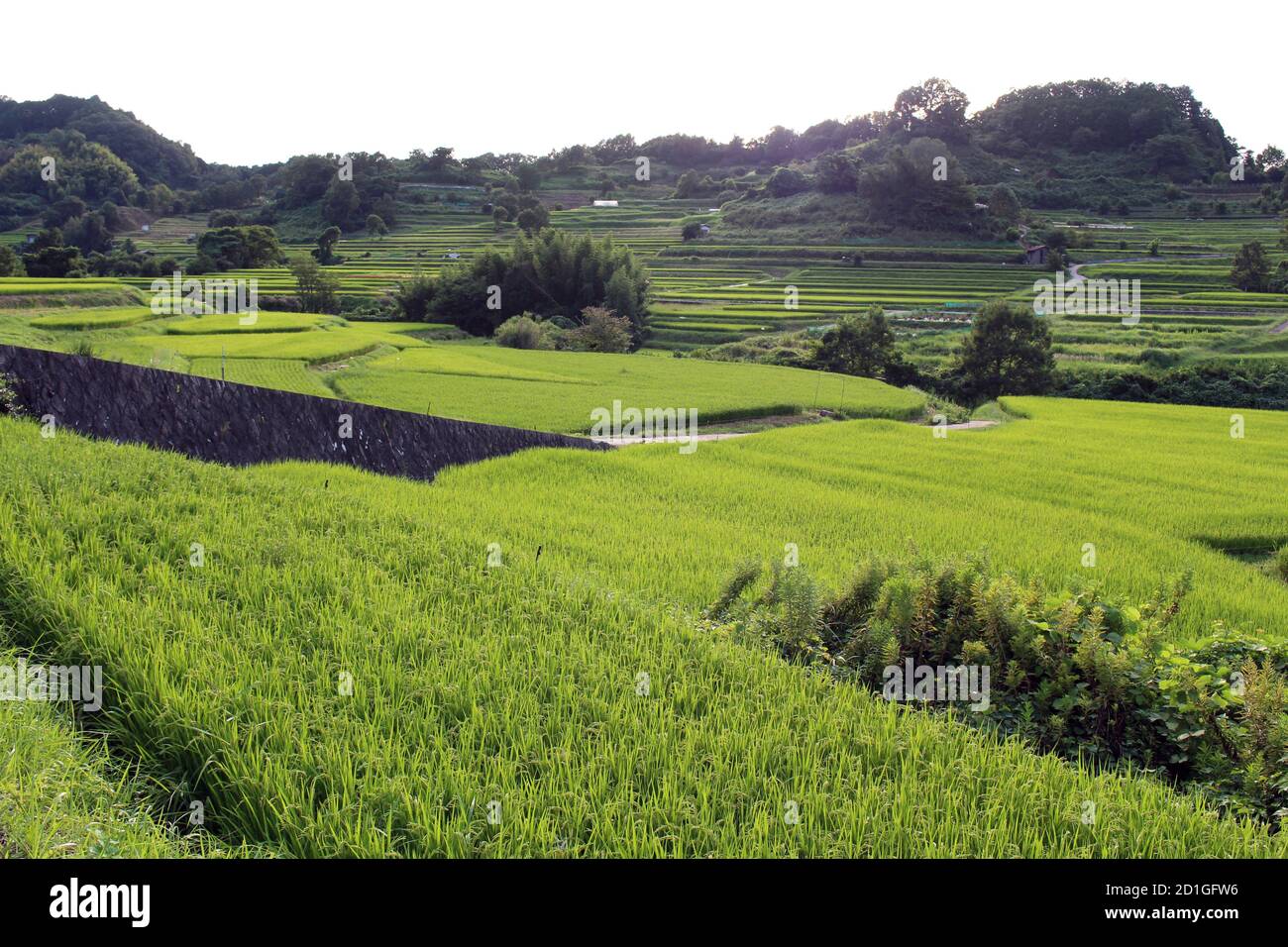 Paddy field or rice terrace in Asuka, Nara, Japan. Taken in September ...