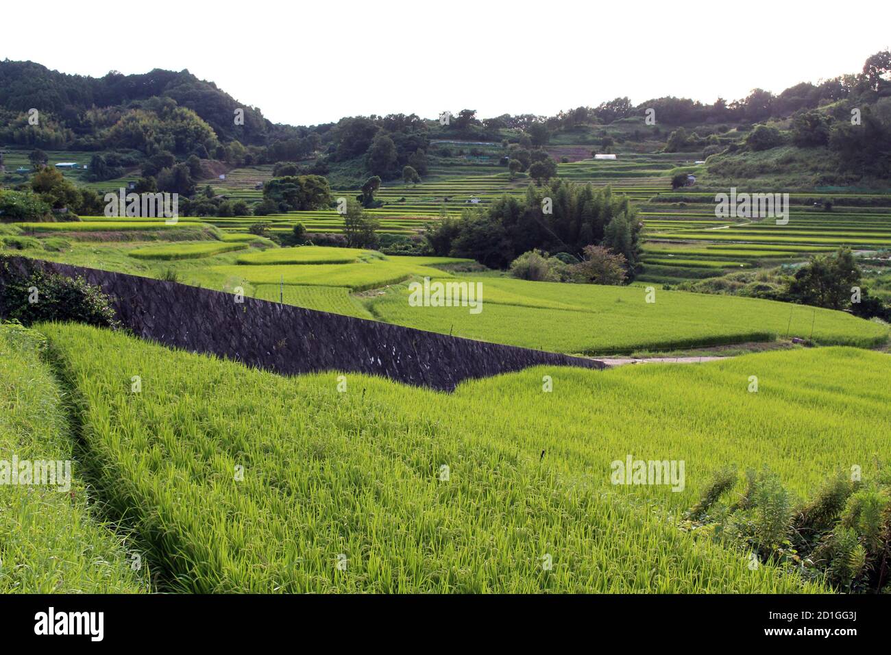 Beautiful landscape of rice terrace in Asuka, Nara, Japan. Taken in ...
