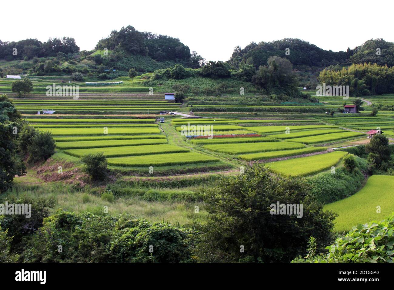 Asuka Japan Landscape