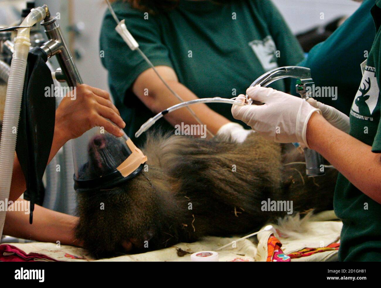 Human monkey teeth hi-res stock photography and images - Alamy