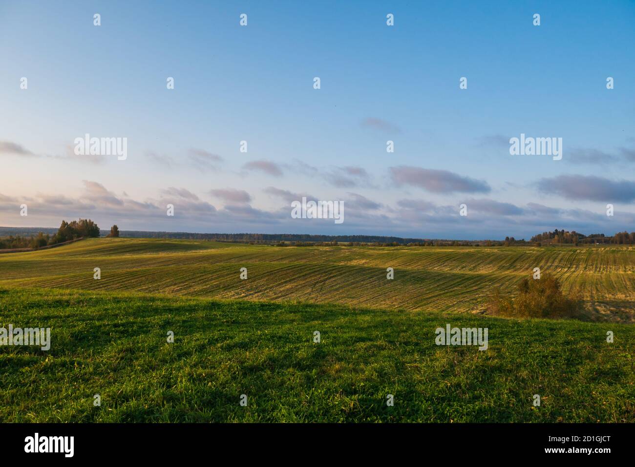 A huge green field with grass and wheat Stock Photo - Alamy