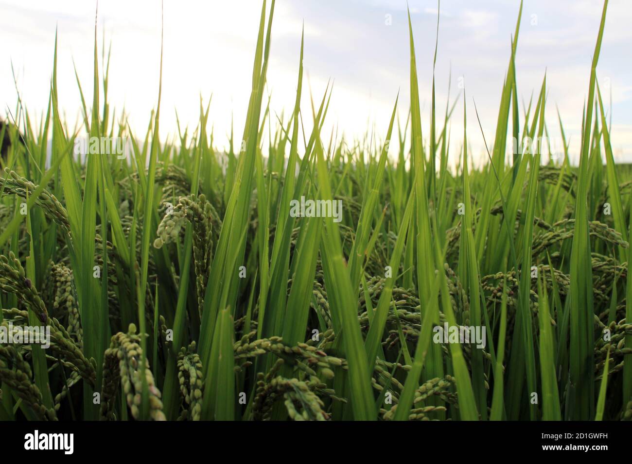 Grains of rice in paddy field during sunset Stock Photo - Alamy