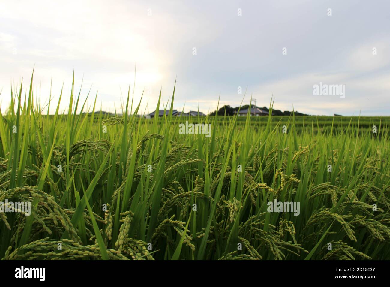 Grains of rice in paddy field during sunset Stock Photo - Alamy
