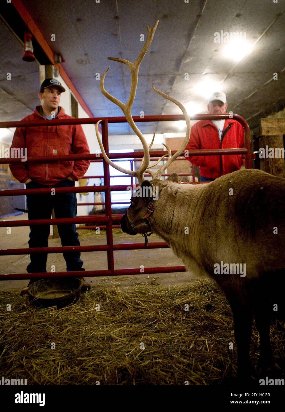 Reindeer farm visit hi-res stock photography and images - Alamy