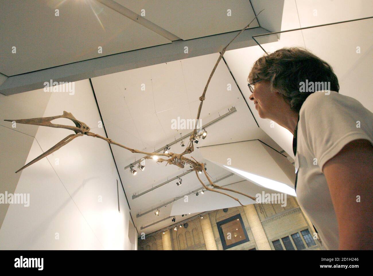 Pterosaur skeleton hi-res stock photography and images - Alamy