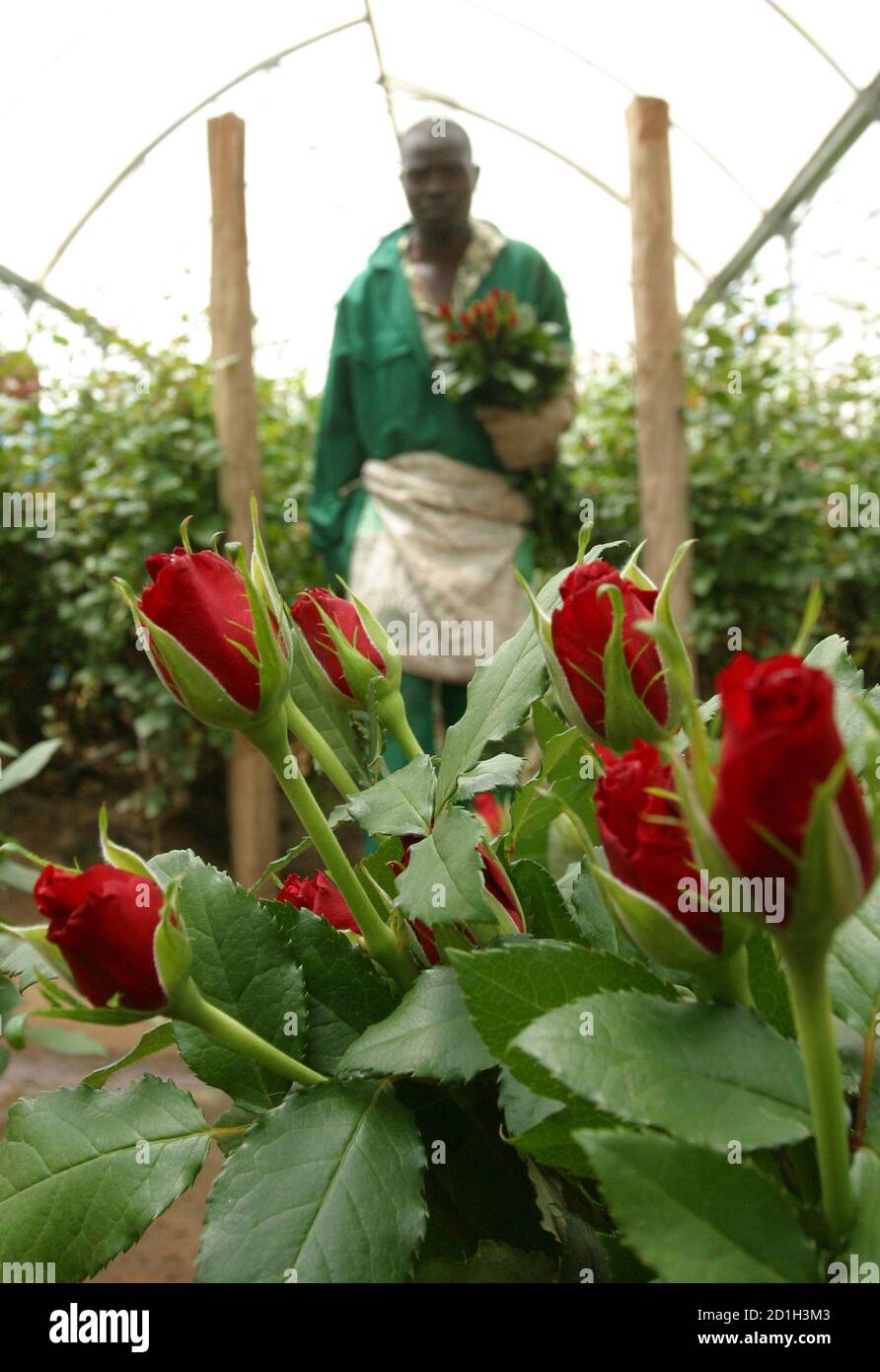Rose farm kenya hi-res stock photography and images - Alamy