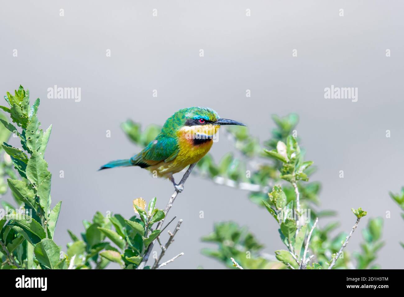 The smallest african bee eater hi-res stock photography and images - Alamy