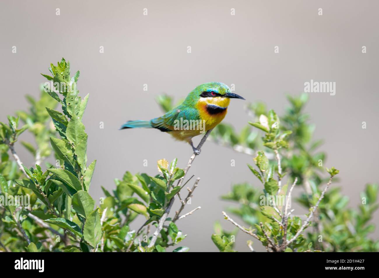 The smallest african bee eater hi-res stock photography and images - Alamy