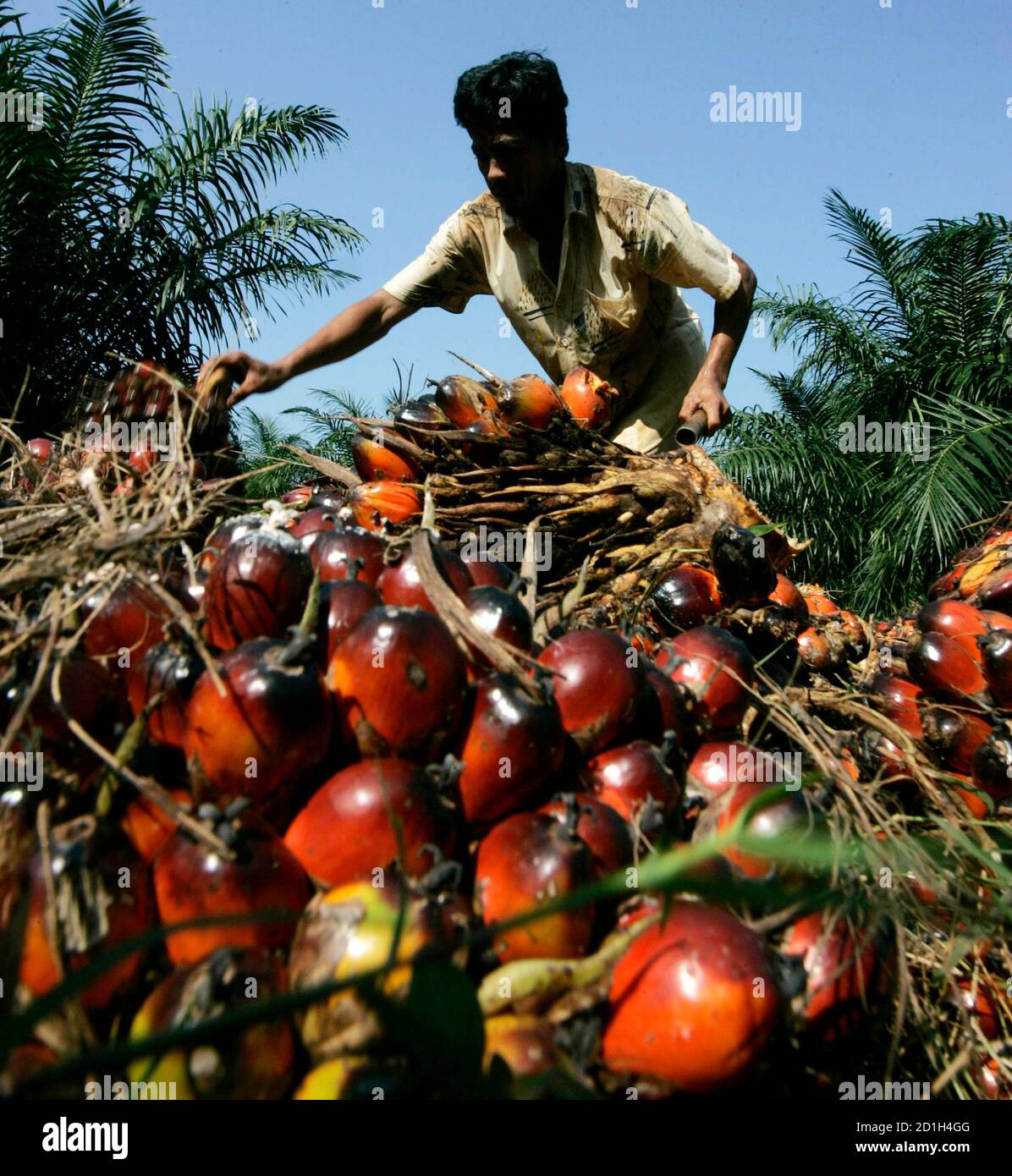 Palm oil products hi-res stock photography and images - Alamy