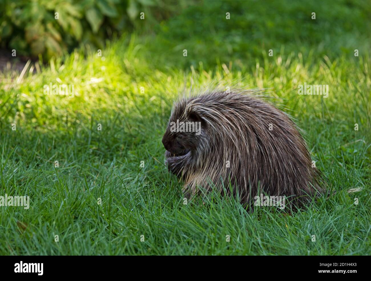 Small porcupine eating weeds in grass in summer Stock Photo - Alamy