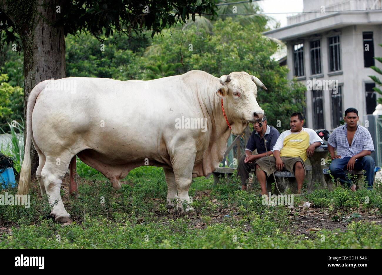 Cream Bull High Resolution Stock Photography and Images - Alamy