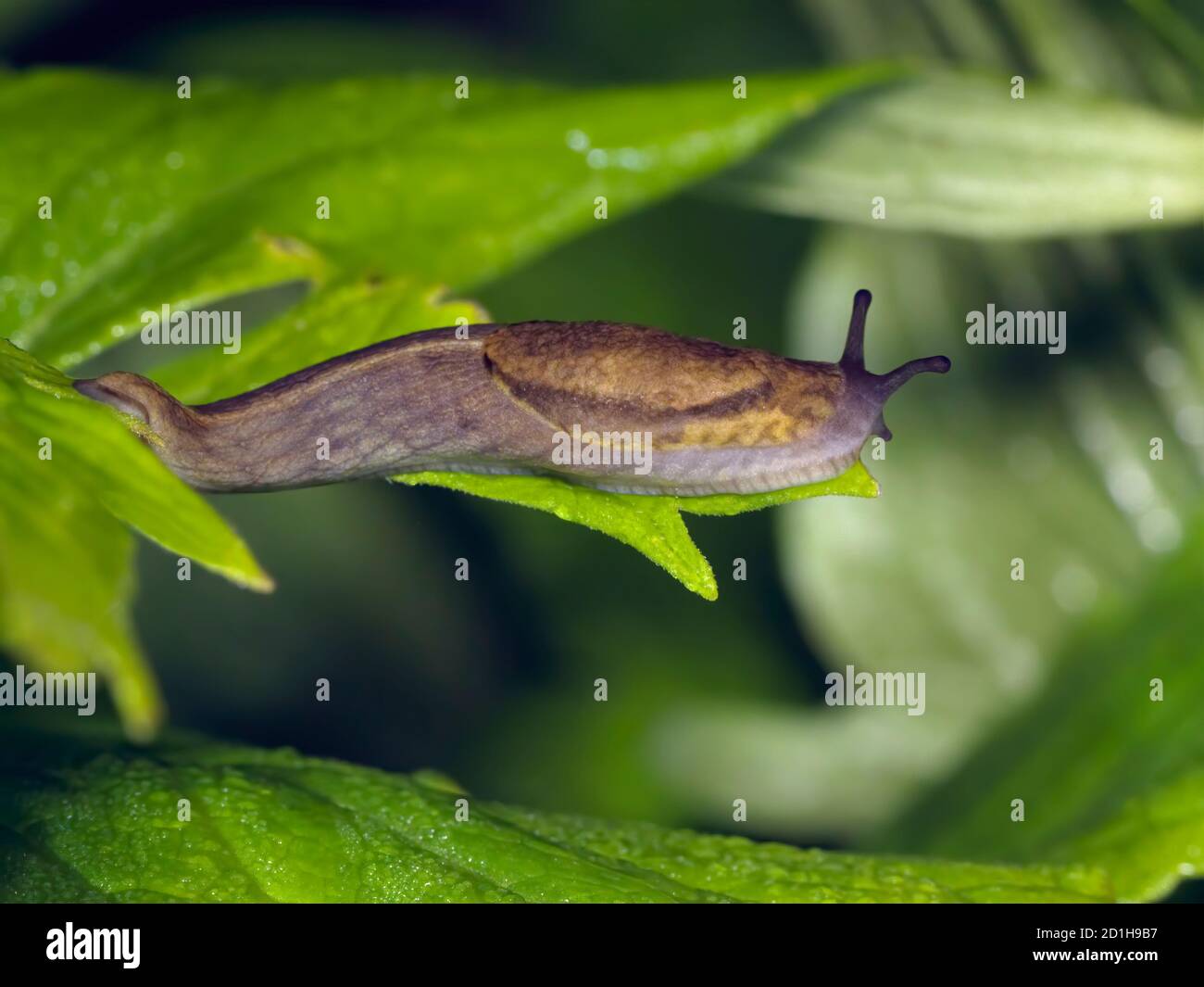 Slug on the leaf of a garden plant close up Stock Photo - Alamy