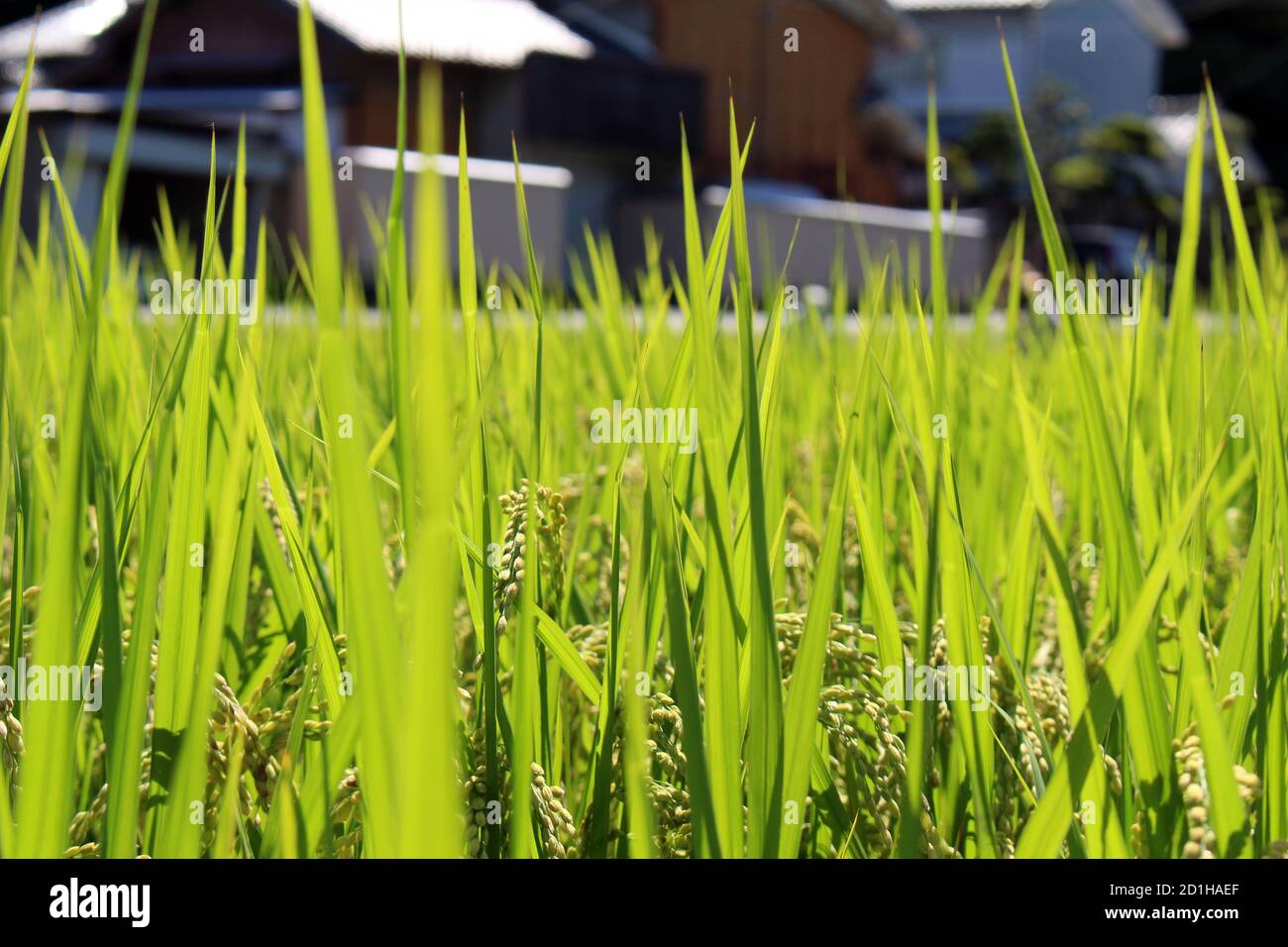 Closeup view of rice grain and people working at ricefield in Asuka ...