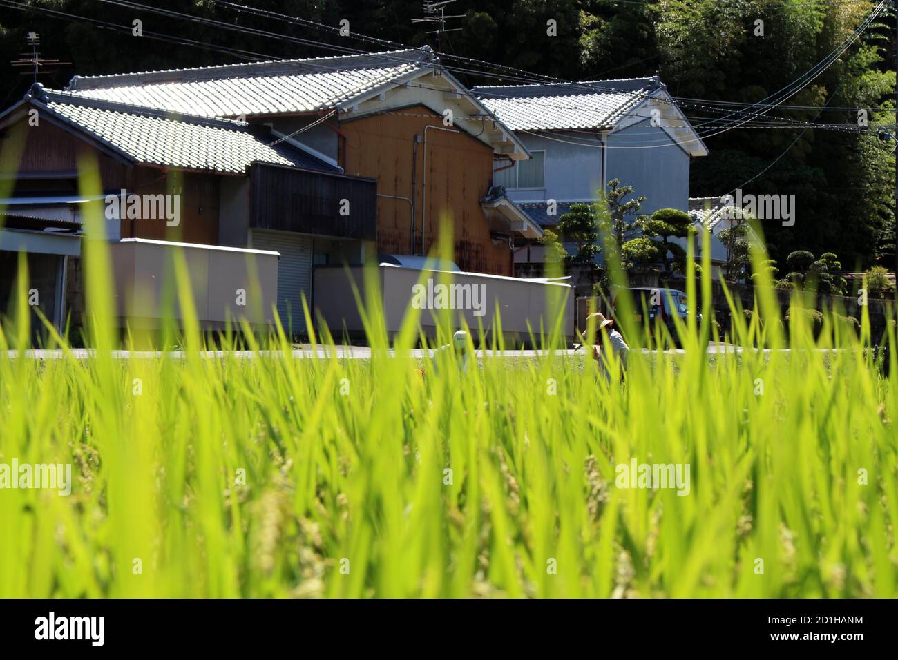 Closeup view of rice grain and people working at ricefield in Asuka ...