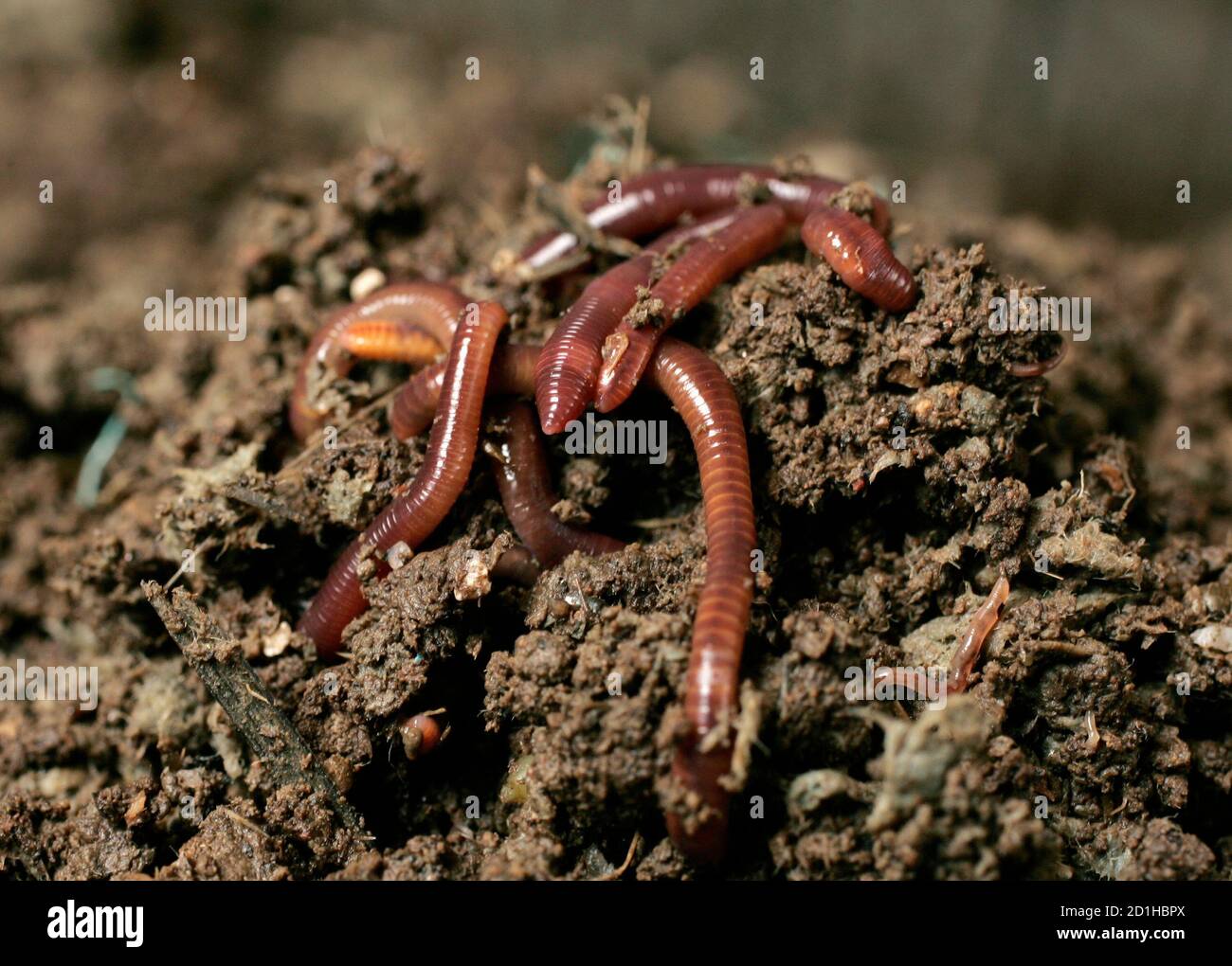 Manage waste hi-res stock photography and images - Alamy