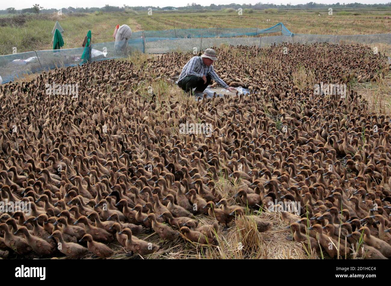 Duck slaughter hi-res stock photography and images - Alamy