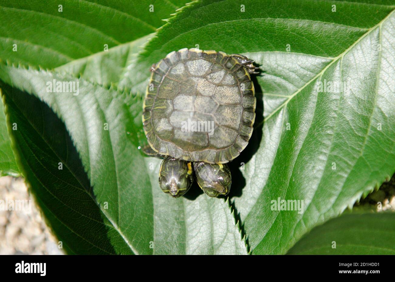 Two headed turtle hi-res stock photography and images - Alamy