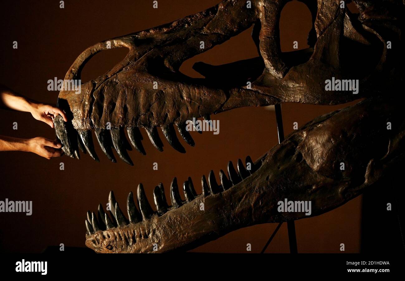 Torvosaurus skull hi-res stock photography and images - Alamy