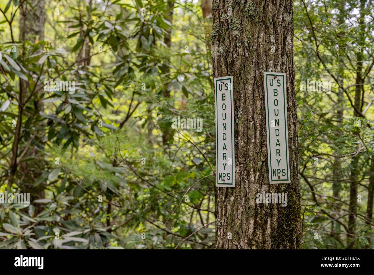 Park Edge Boundary Tree along the edge of Great Smoky Mountains ...