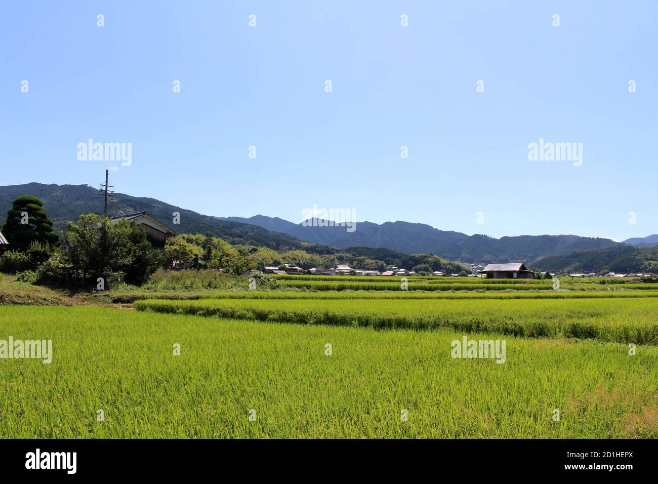 Landscape view of paddy field and Japanese houses in Asuka village of ...