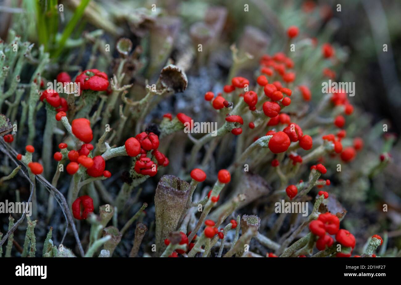 Red Tips of Small Fungus on forest floor Stock Photo - Alamy