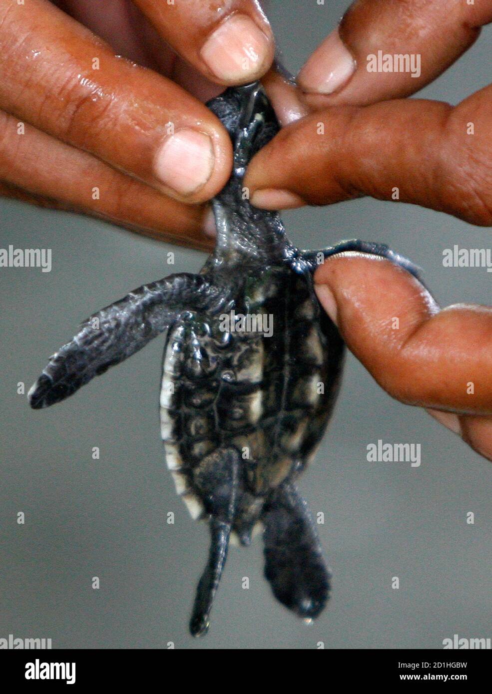 Predators of sea turtles hi-res stock photography and images - Alamy