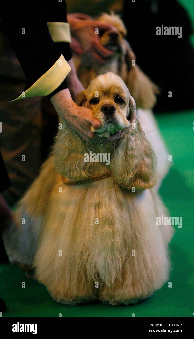 Biggest spaniel hi-res stock photography and images - Alamy