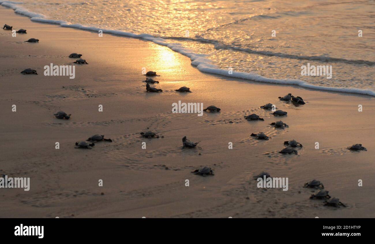 India turtles hi-res stock photography and images - Alamy