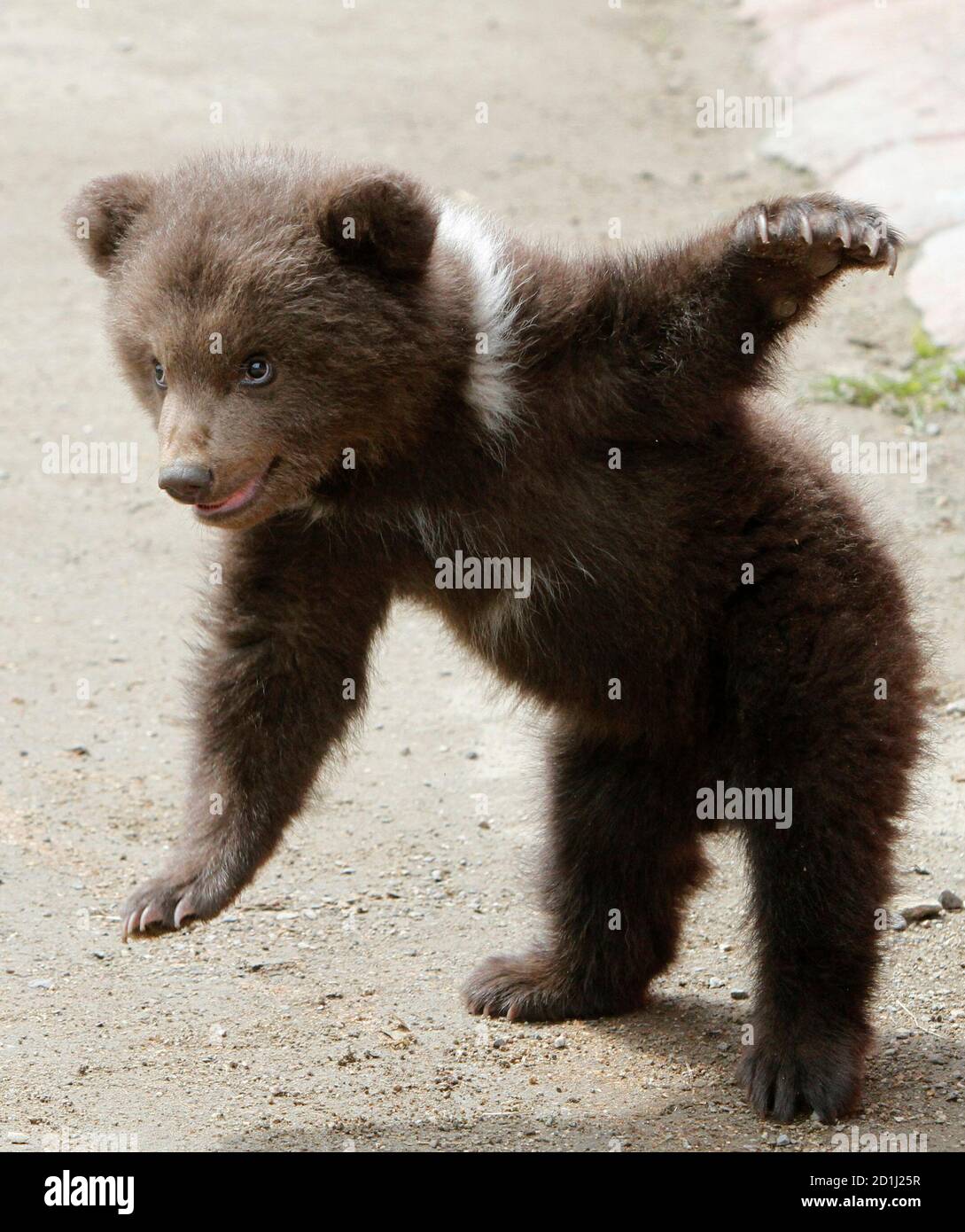 Cub of the year hi-res stock photography and images - Alamy