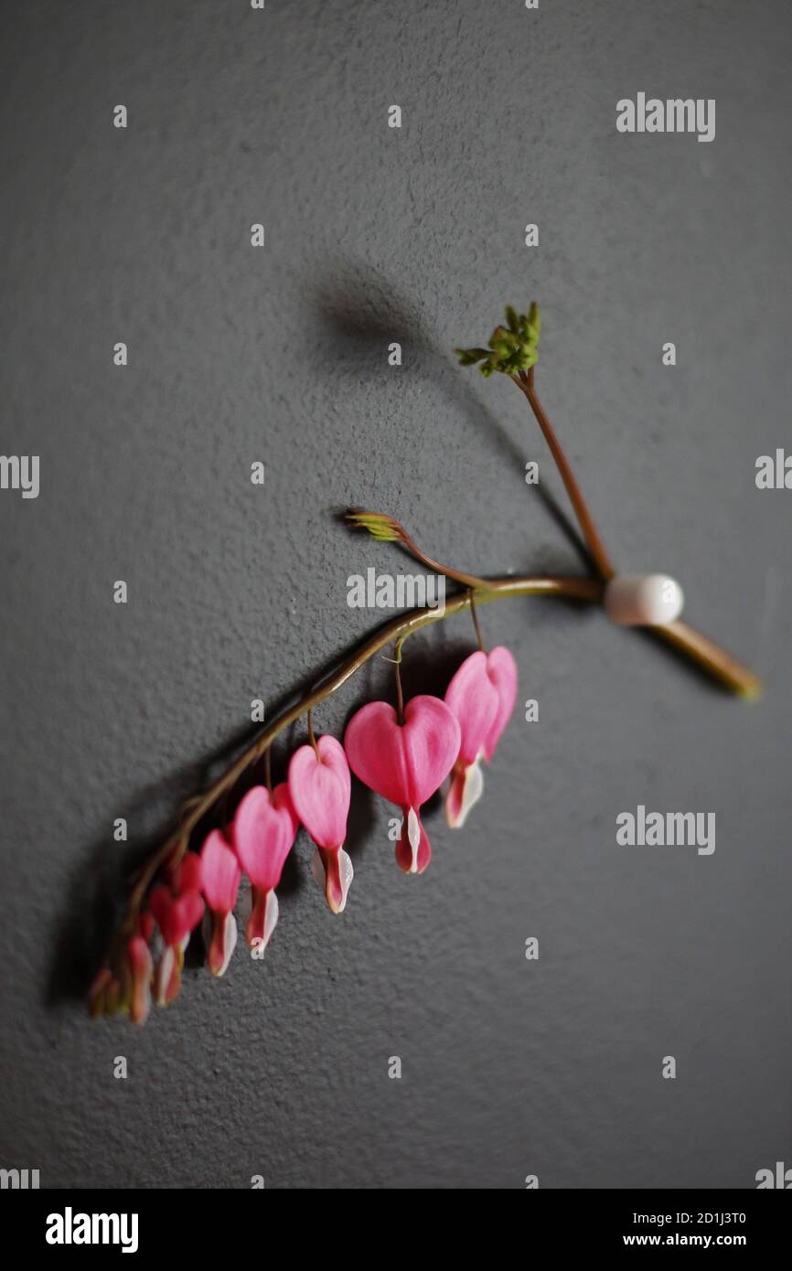 Pinned flower hi-res stock photography and images - Alamy