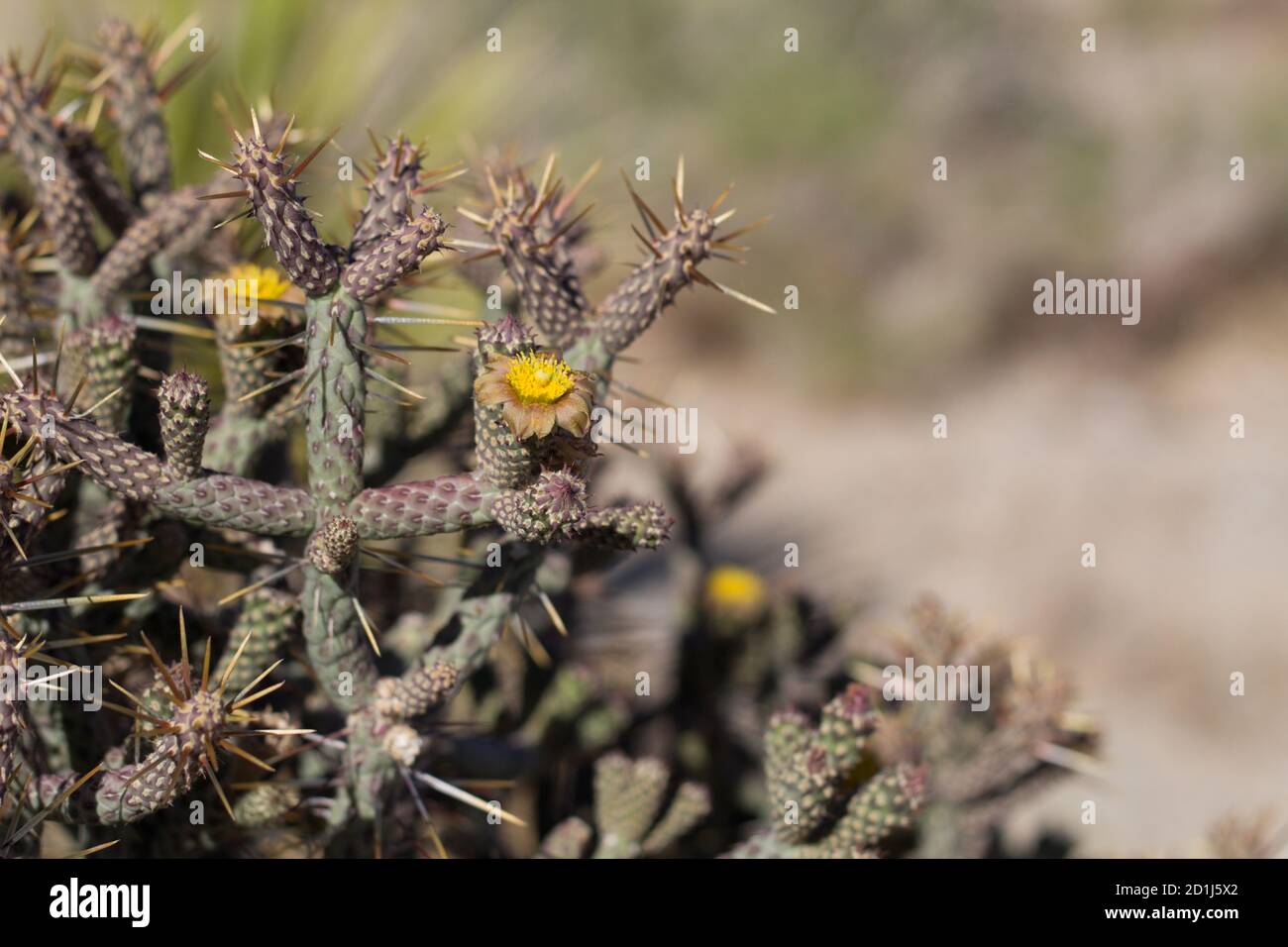 Yellow florescences, Slender Cholla, Cylindropuntia Ramosissima ...