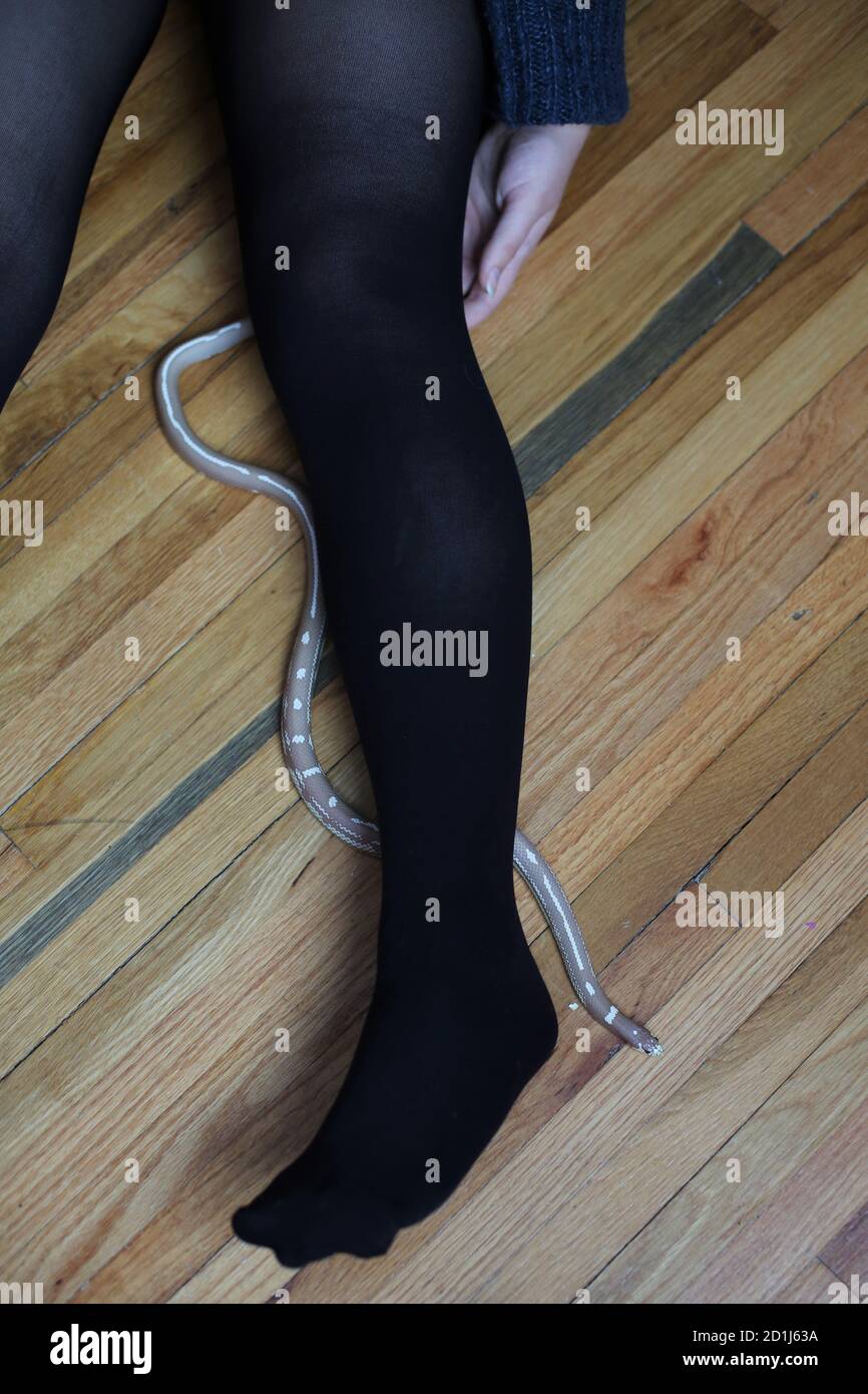 Snake with legs hi-res stock photography and images - Alamy