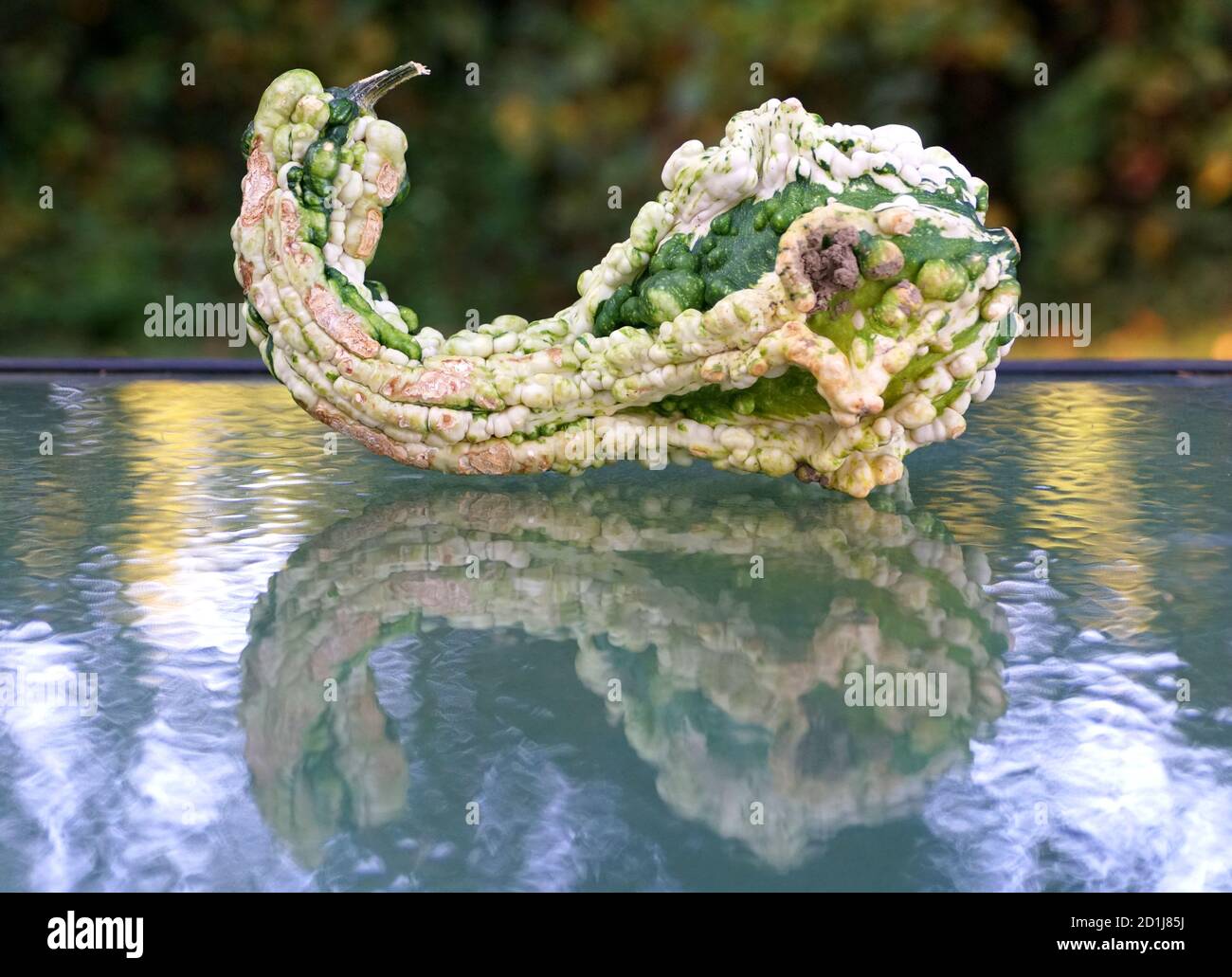 A unique shape of a white and green mini gourd Stock Photo - Alamy