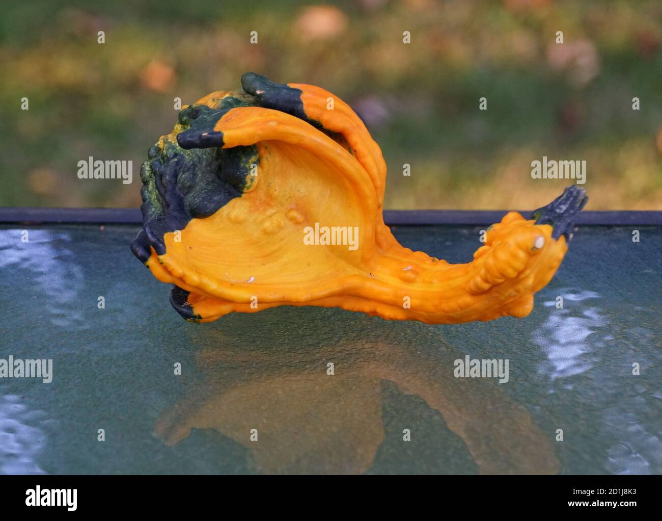 Mini Gourd High Resolution Stock Photography and Images - Alamy