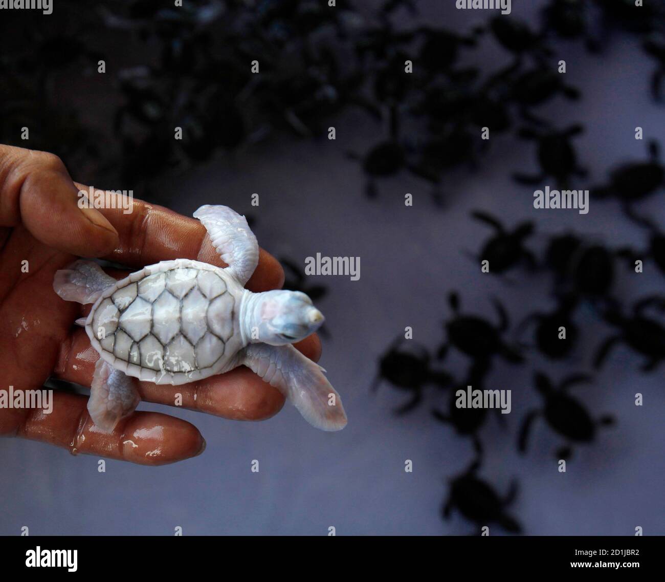 Green sea turtle predators hi-res stock photography and images - Alamy