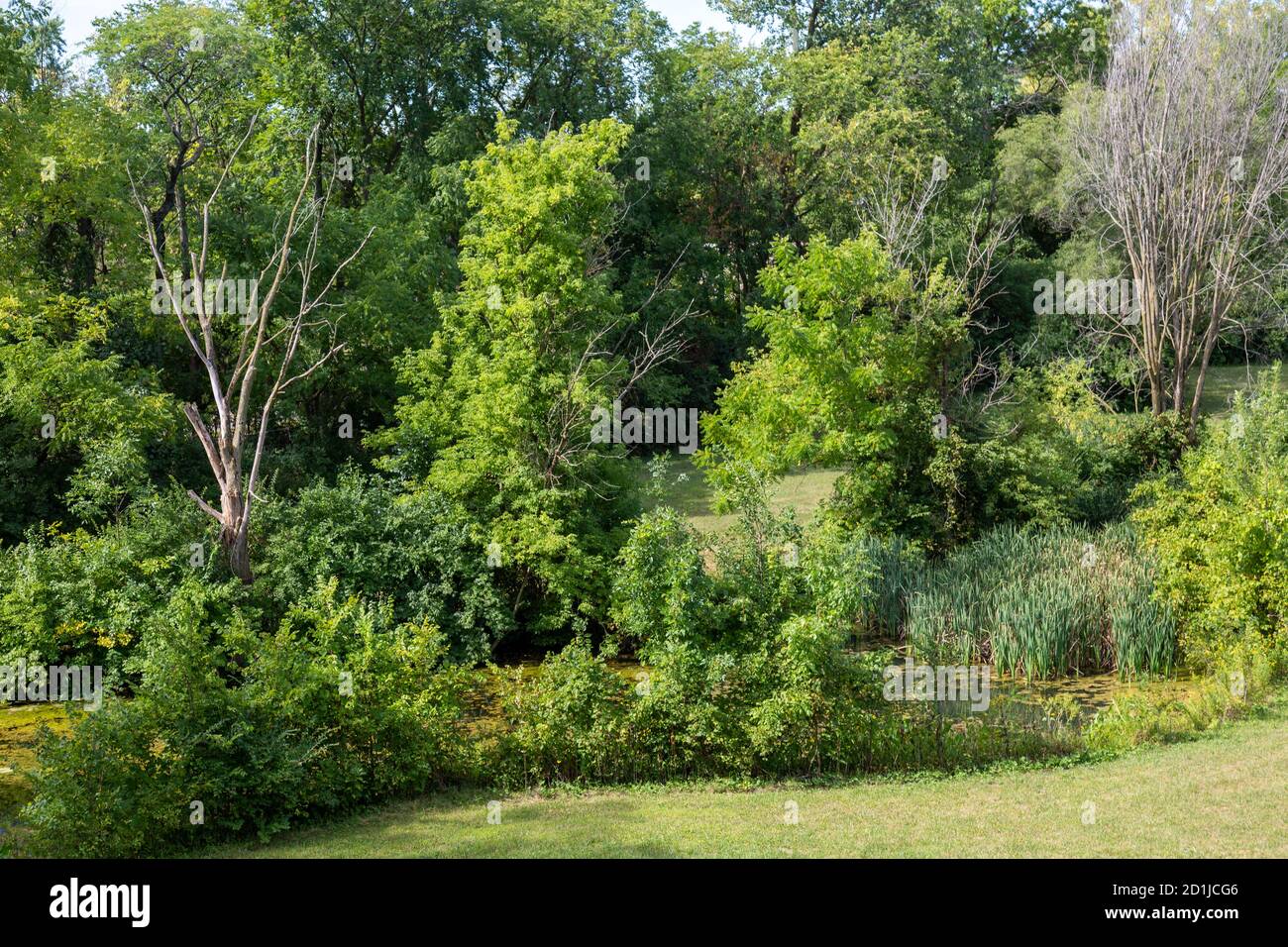 Vegetation greenery landscape hi-res stock photography and images - Alamy