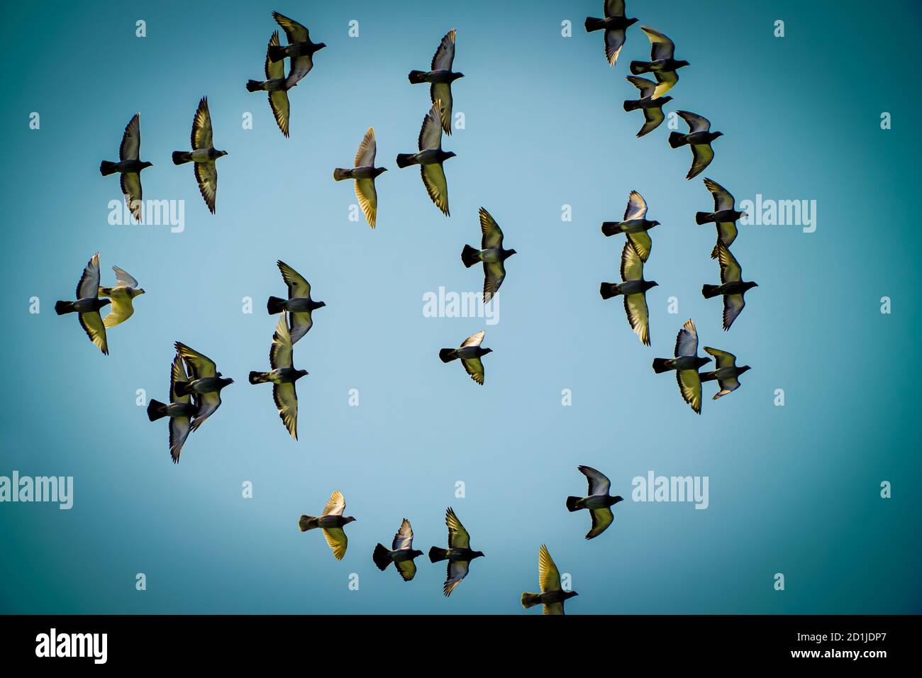 Military geese hi-res stock photography and images - Alamy